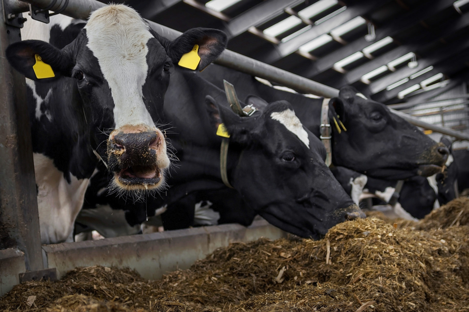Are your cows hitting the ground running this winter? - Fane Valley Feeds