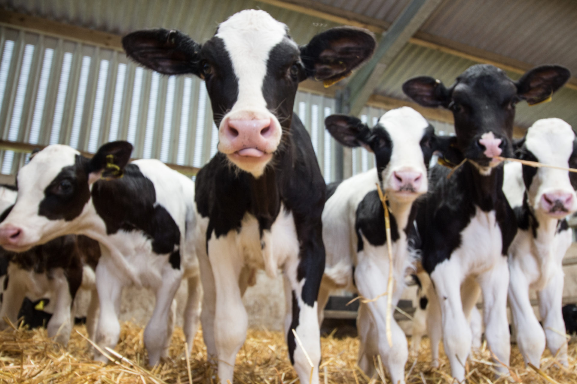 Achieve Optimal Heifer Growth Rates To Ensure Long-Term Profitability ...