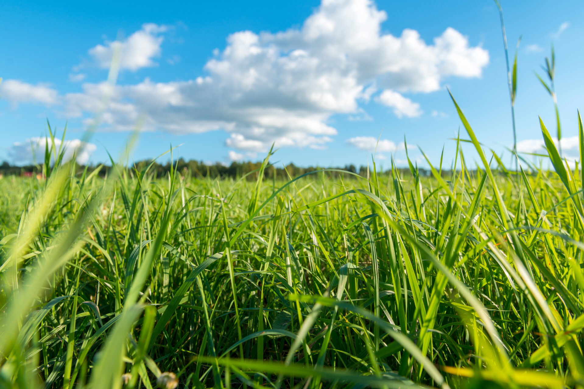 Grass Challenges: Matching Supply and Demand - Fane Valley Feeds