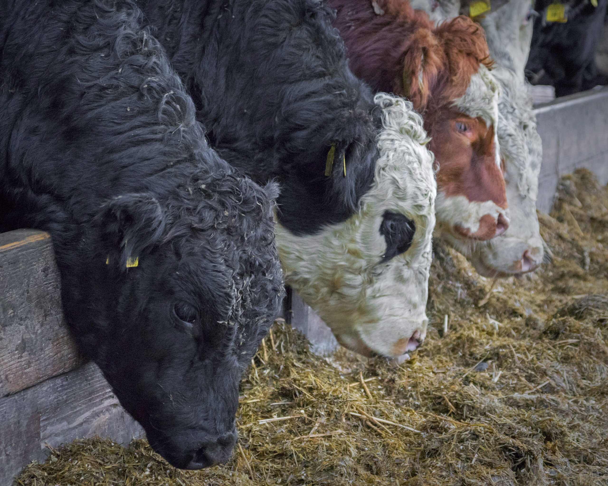 Driving Beef Performance for Maximum Return - Fane Valley Feeds