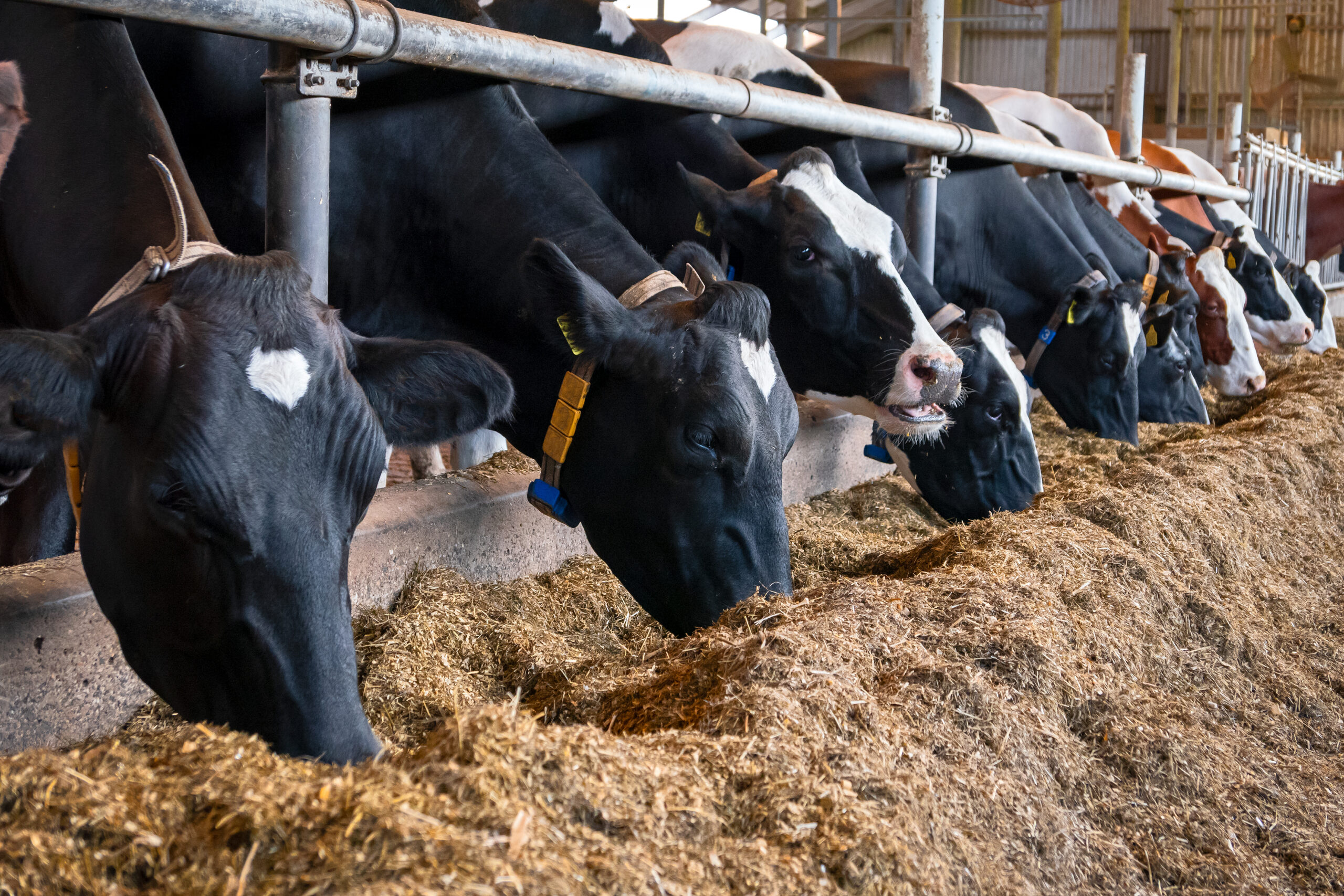 Optimising Dry Cow Forage: Striking the Balance! - Fane Valley Feeds