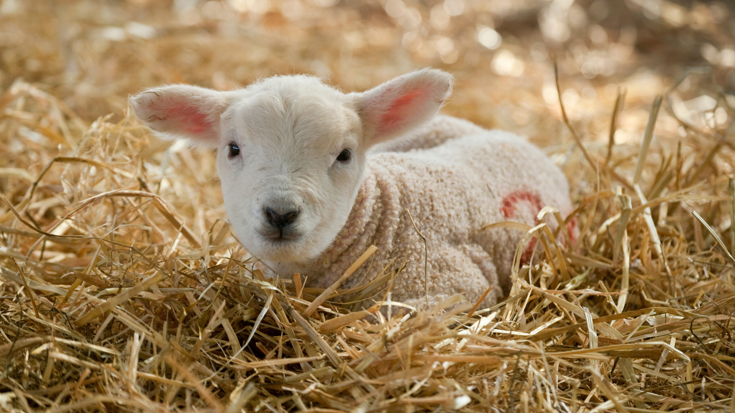 Brown Fat and Lamb Survival: The Science Behind a Strong Start - Fane ...