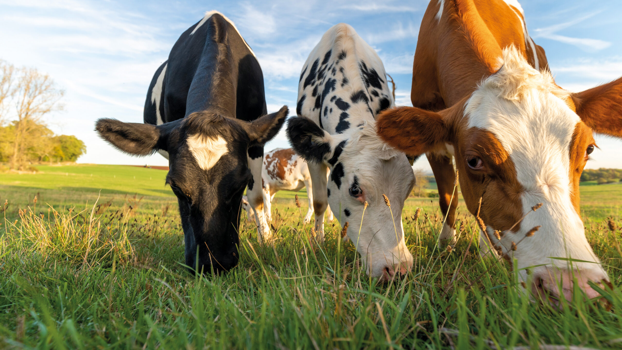 Spring Grazing: A Practical Approach - Fane Valley Feeds