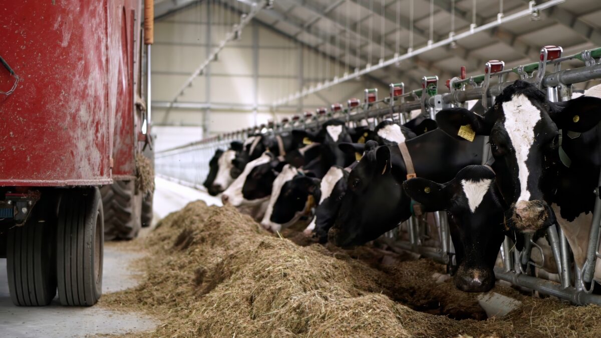Why Making Quality Silage Pays - Fane Valley Feeds